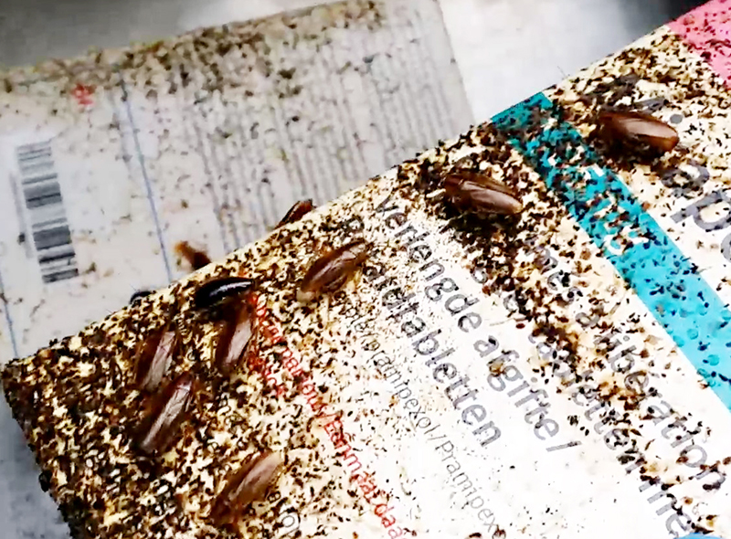 Désinfection cafards Bruxelles, traitement contre les cafards-gel anti ...