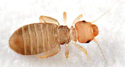 Solutions pour éliminer les psoques, exterminer les psoques, poux du livre,