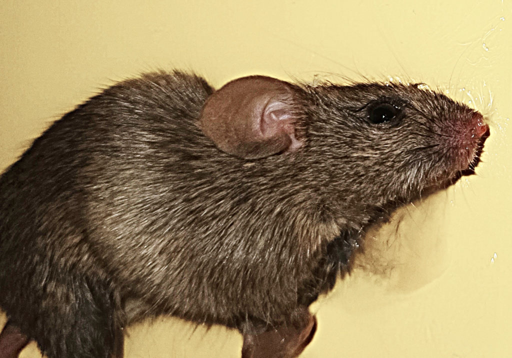 Exterminer souris, rats, à Bruxelles, Exterminateur pro: Experience: 14 ans